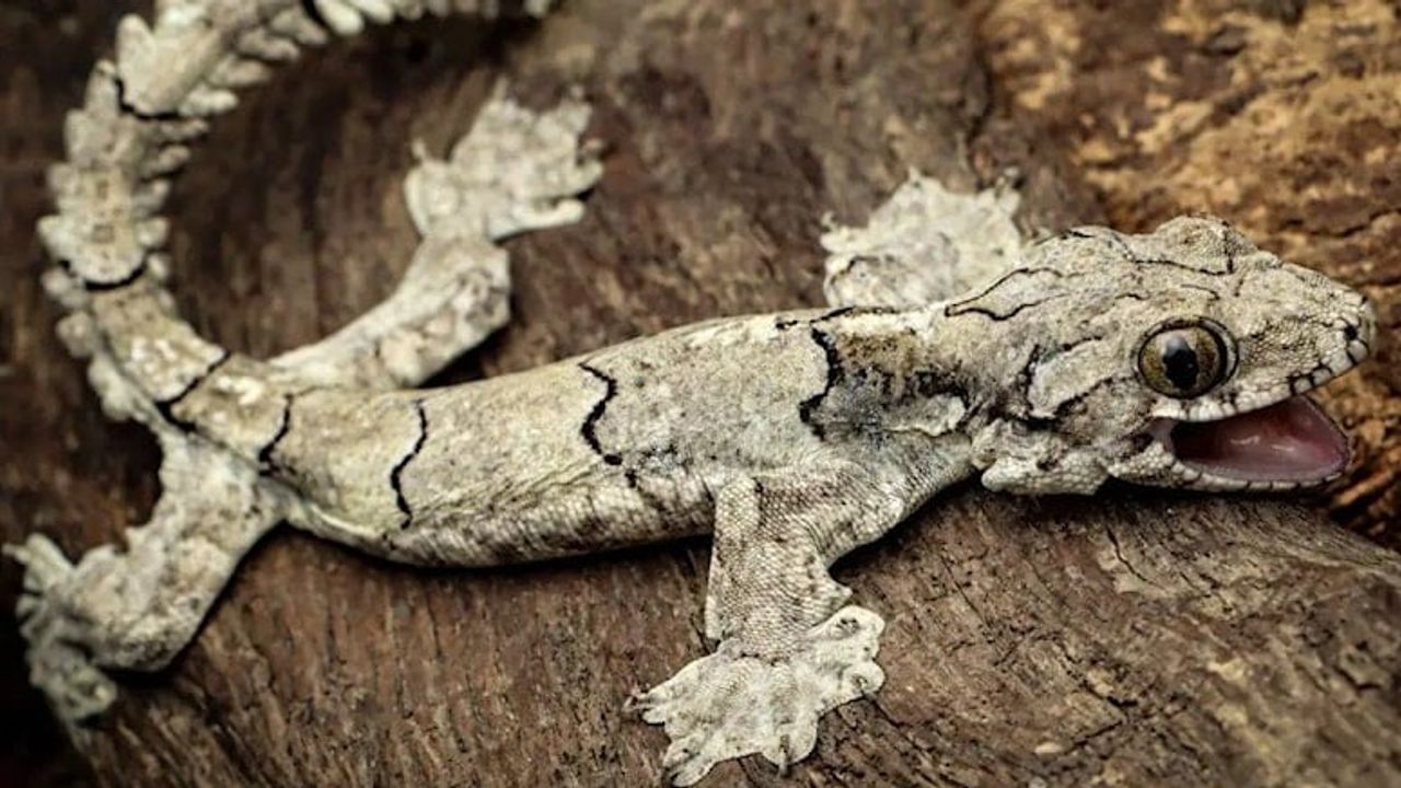 Yeni bir kertenkele türü keşfedildi…